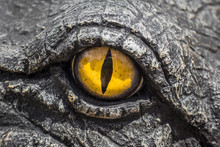 Crocodile Eye Free Stock Photo - Public Domain Pictures