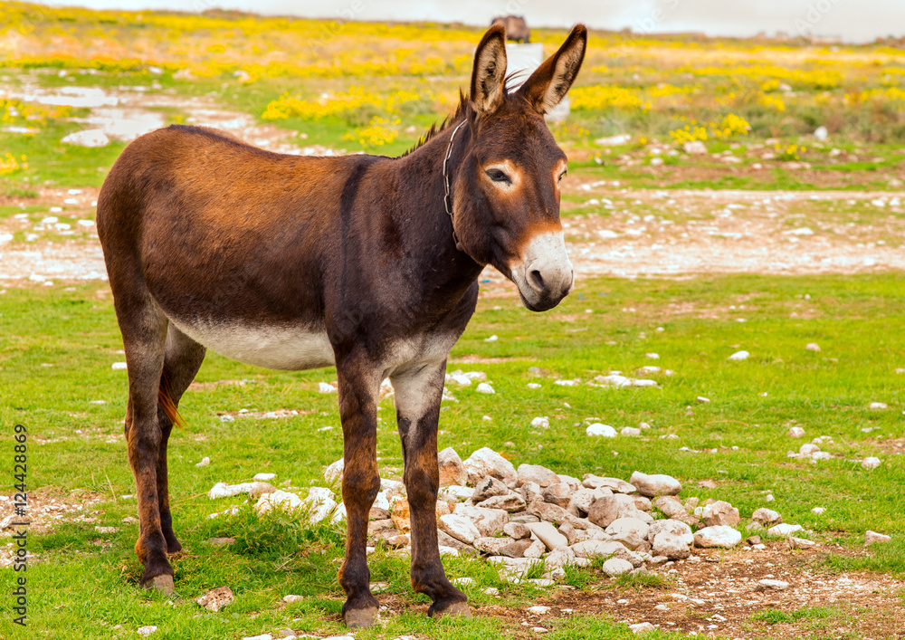 Donkey Farm Animal brown color standing on field grass (The donkey or ...