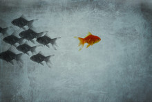 Prize Fish Free Stock Photo - Public Domain Pictures