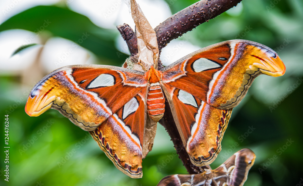 Attacus atlas butterfly Stock Photo | Adobe Stock
