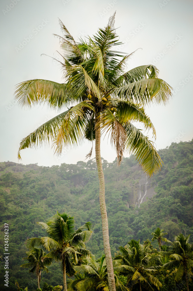 Kerala Coconut Tree
