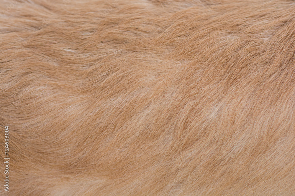 Golden retriever dog hair Stock Photo | Adobe Stock