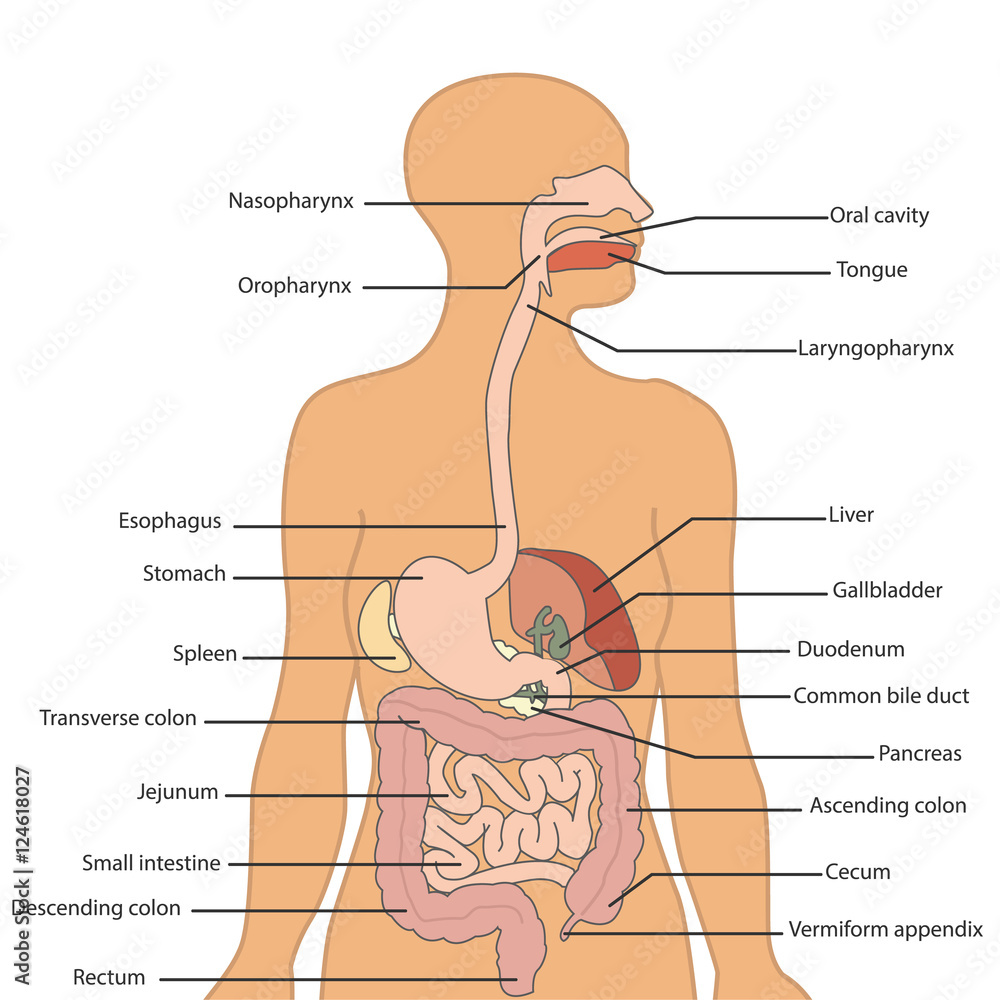 Human digestive system labeled, vector illustration Stock Vector ... Human digestive system labeled, vector illustration Stock Vector ...