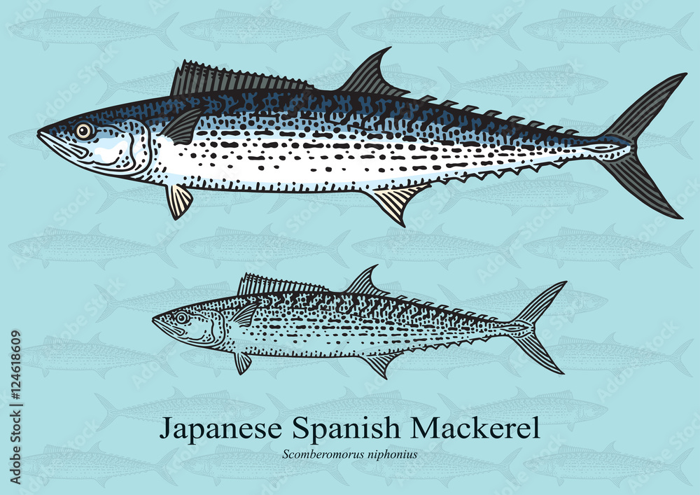 Japanese Spanish Mackerel. Vector illustration for artwork in small ...