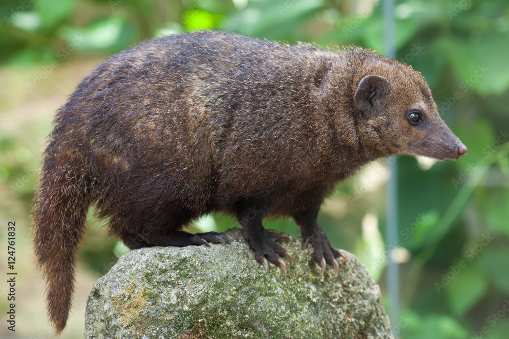 Common kusimanse (Crossarchus obscurus) Stock Photo | Adobe Stock