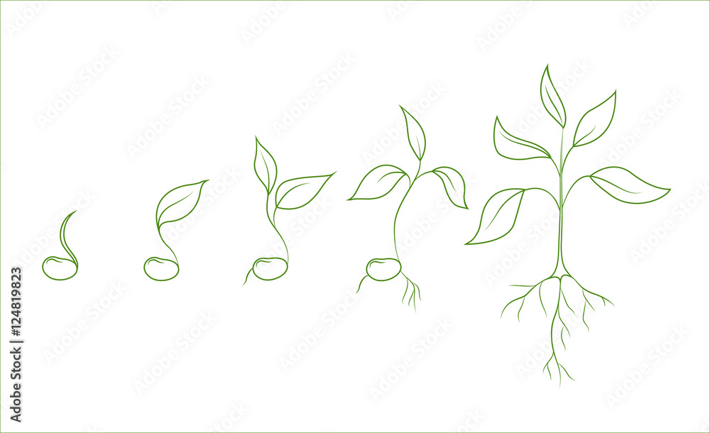 Kidney bean plant growth phases Stock Vector | Adobe Stock