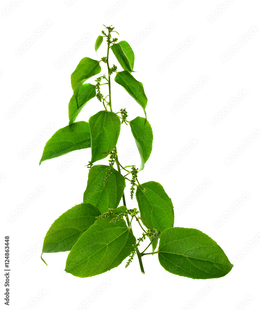 sacha inchi leaves isolated on white background Stock Photo | Adobe Stock