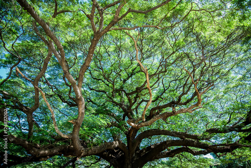 Foto de Stock Large Samanea saman tree with branch in Kanchanaburi ...