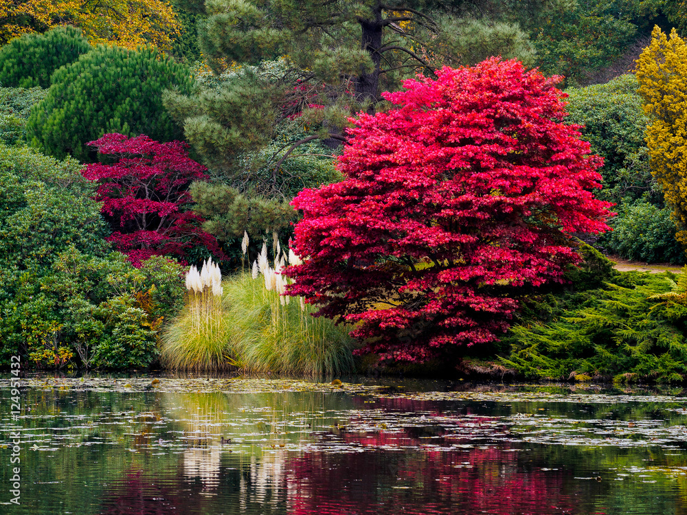 Acer Tree Leaves Changing Colour in Autumn Stock Photo | Adobe Stock