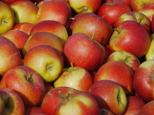 Many Apples Free Stock Photo - Public Domain Pictures