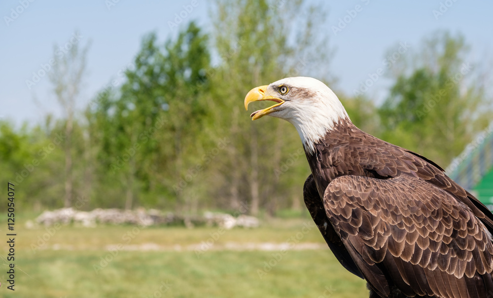 Bald Eagle (Official bird of USA) Stock Photo | Adobe Stock