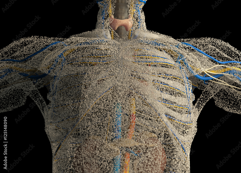 Human anatomy front of chest covered in network of dots. Bio-tech skin ...