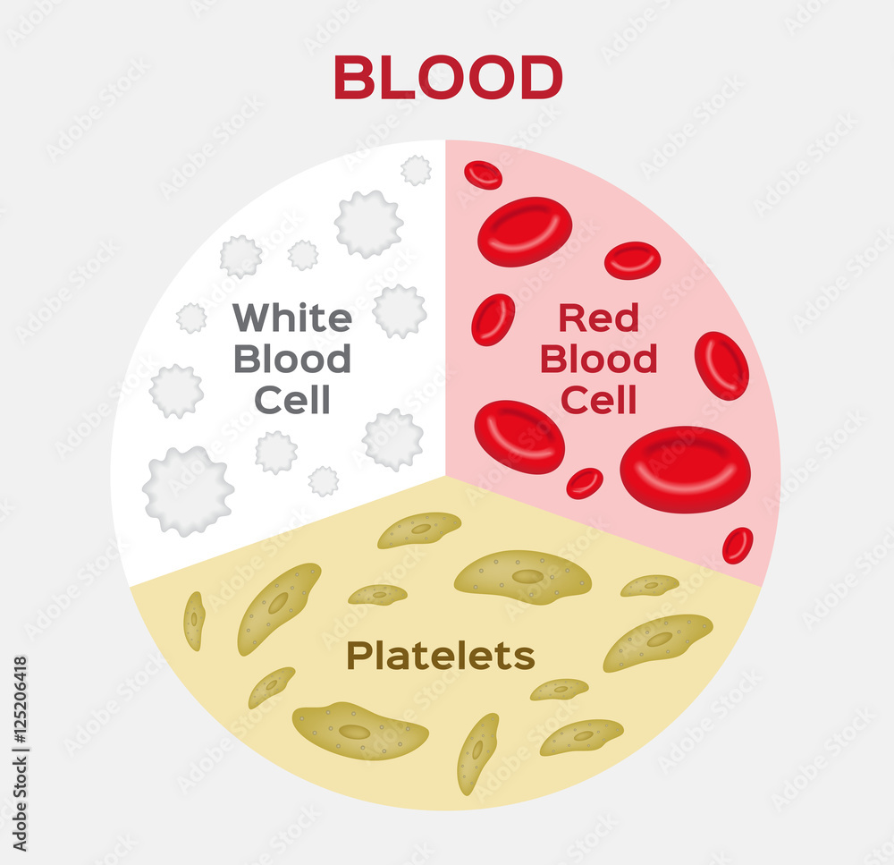Composition of blood diagram . red and white blood cell . vector Stock ...