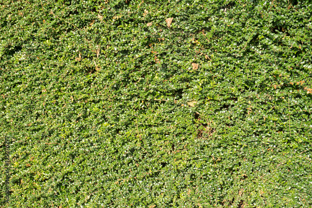 Evergreen Hedge Texture. Green Fence. Bush Wall. Stock Photo | Adobe Stock