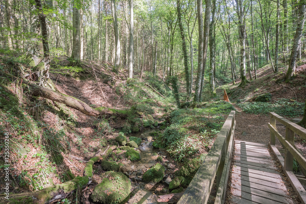 Crossing a bridge in the forest in the Mullerthal, Luxembourg Stock ...