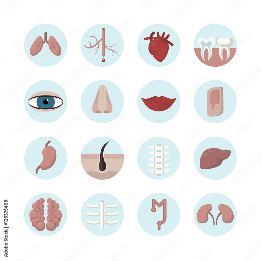Body organs set. Isolated icons with different organs as lungs, stomach ...