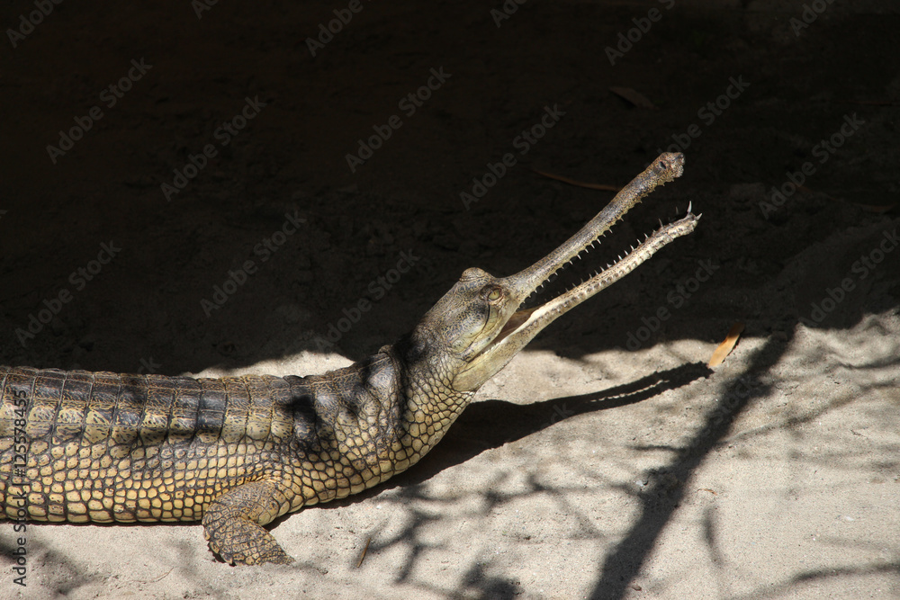 Gharial (Gavialis gangeticus), also knows as the gavial. Closeup view ...