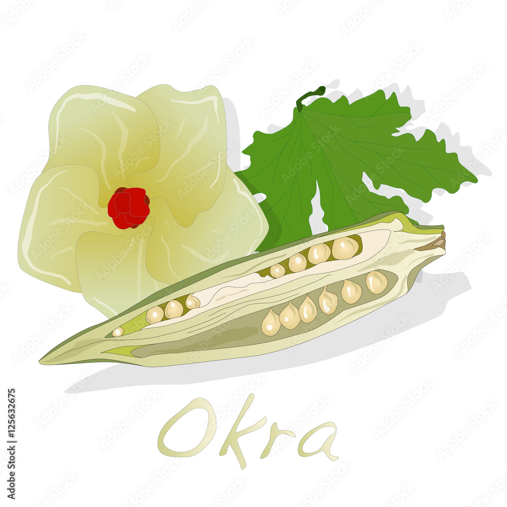 Okra plant vector illustration Stock Vector | Adobe Stock