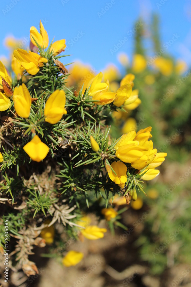 Gorse bush Stock Photo | Adobe Stock