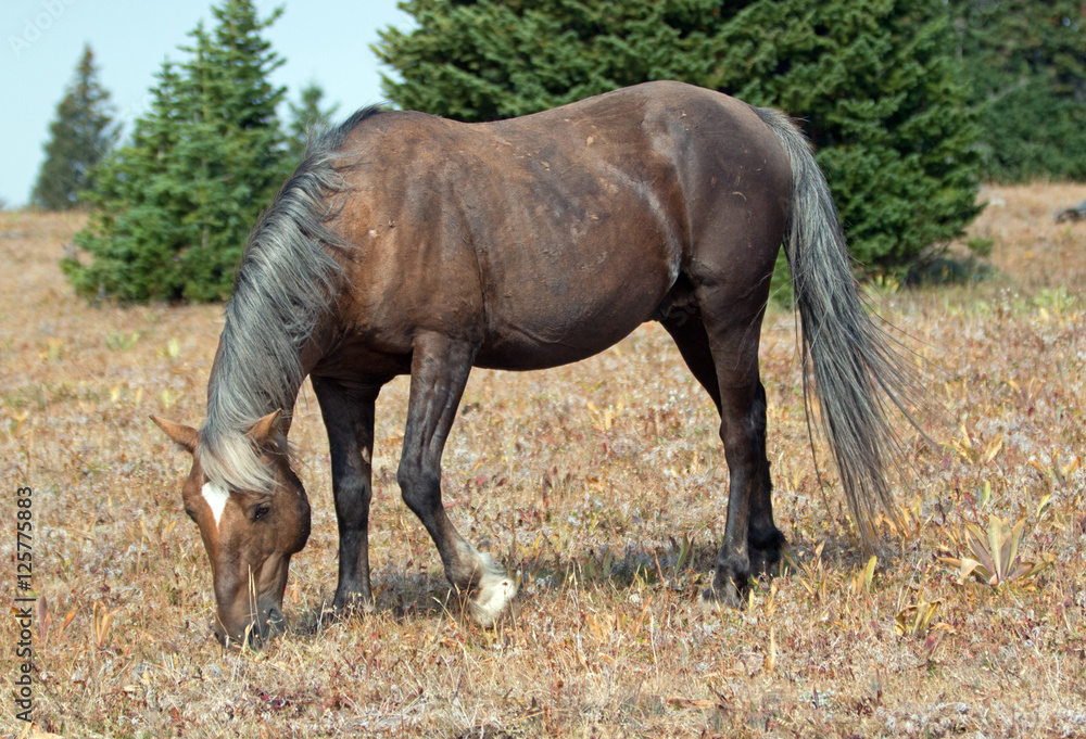 Wild Horse - Sooty colored Palomino Stallion grazing in the Pryor ...