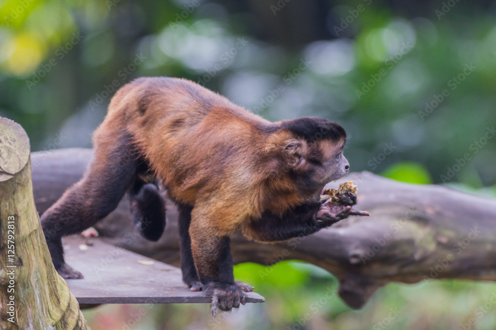 Golden-bellied Capuchin going to eat on a log in the Singapore zoo の ...