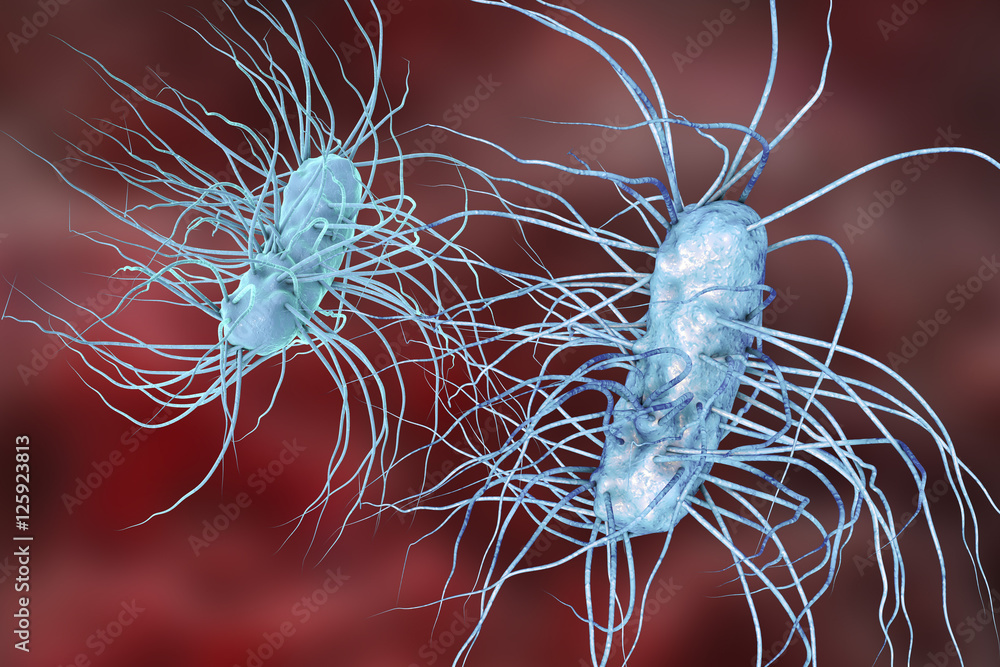 Escherichia coli bacterium, 3D illustration. Gram-negative bacterium ...