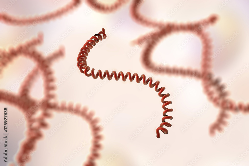 Leptospira, spiral bacteria which cause leptospirosis, 3D illustration ...