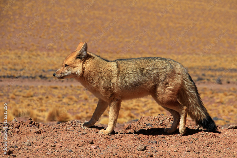 Andean fox, lycalopex culpaeus, also known as culpeo, zorro culpeo or ...