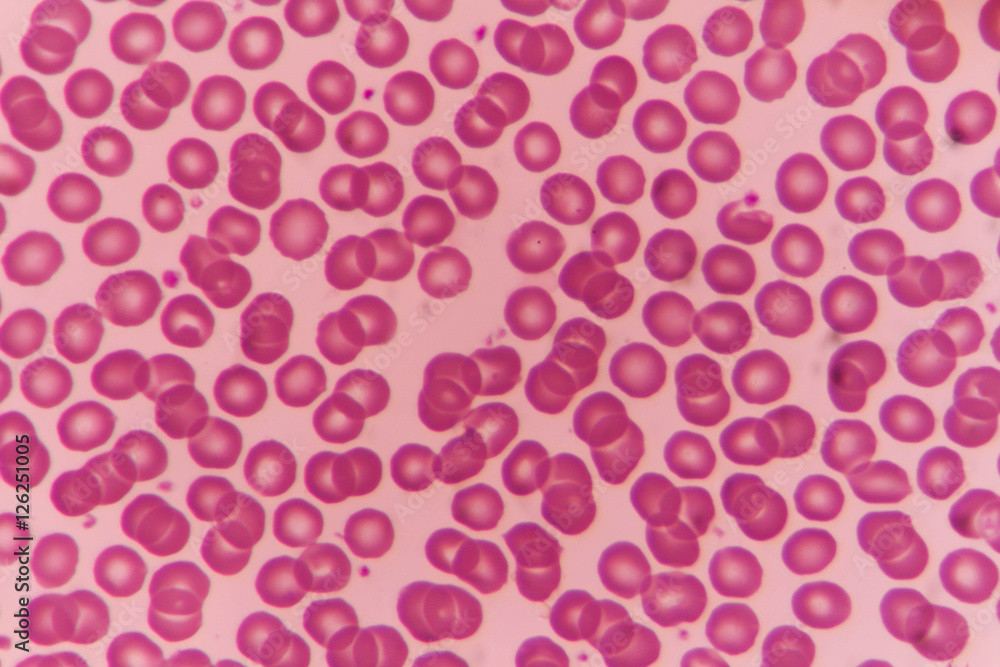 Normal red blood cells Stock Photo | Adobe Stock