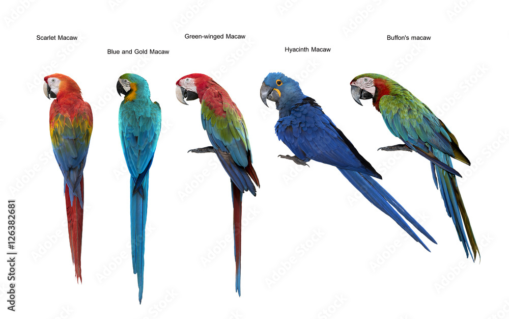 Set of macaw bird,Scarlet Macaw, Blue and Gold Macaw, Green-wing macaw ...