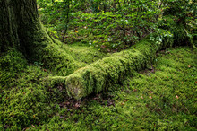 Moss On Fallen Tree Free Stock Photo - Public Domain Pictures