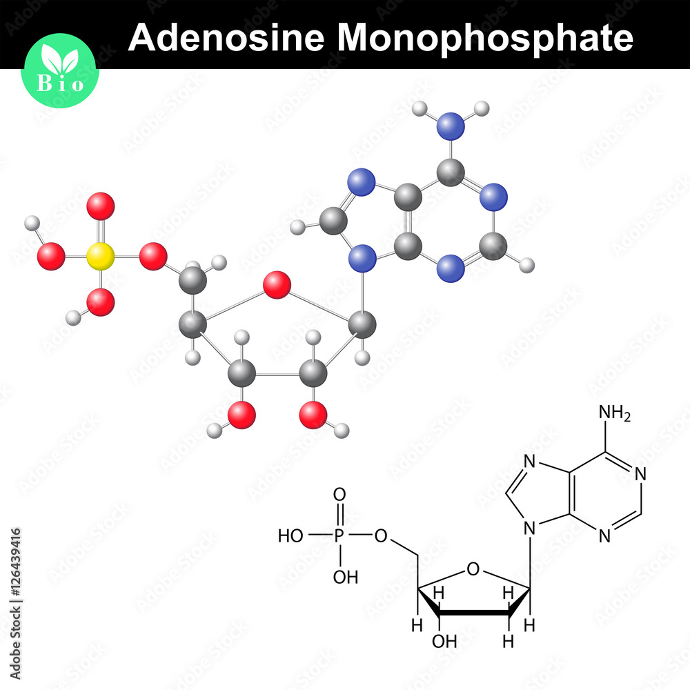 Adenosine monophosphate chemical structure and model Stock Vector ...