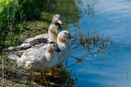 Canards mulard - Acheter cette photo libre de droit et découvrir des ...
