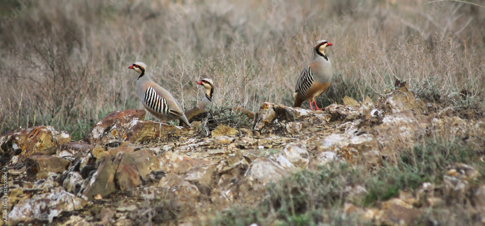 Group of Chukar Partridges (Alectoris chukar) Stock Photo | Adobe Stock