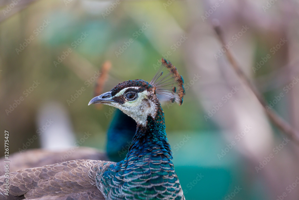 Foto de Stock Commonly called the peacock. The Indian peafowl or blue ...