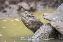 Turtle Covered In Mud Free Stock Photo - Public Domain Pictures