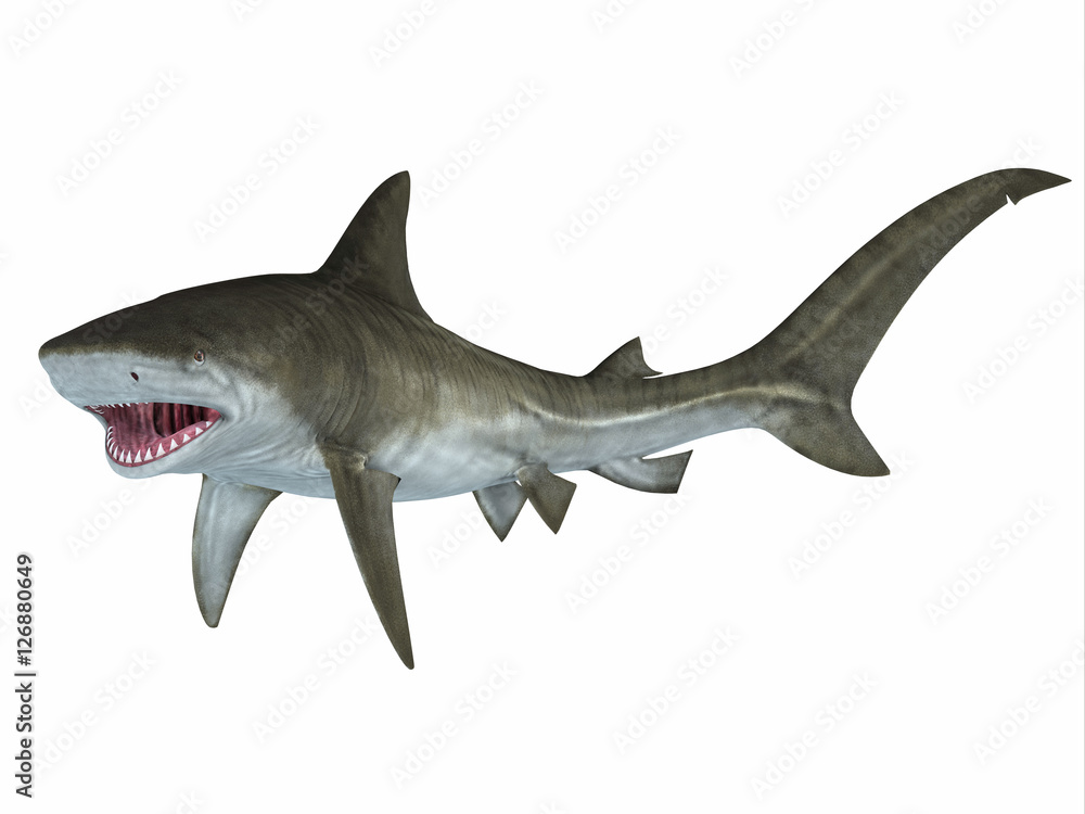 Tiger Shark Attack Posture - When a shark threatens to attack the ...