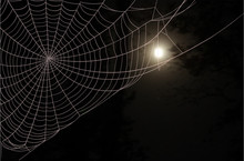 Spider Web Full Moon Free Stock Photo - Public Domain Pictures
