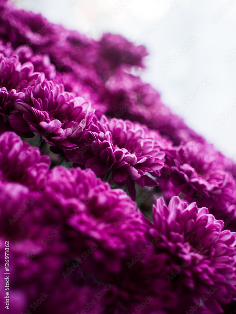 Flor De Crisantemo Morado