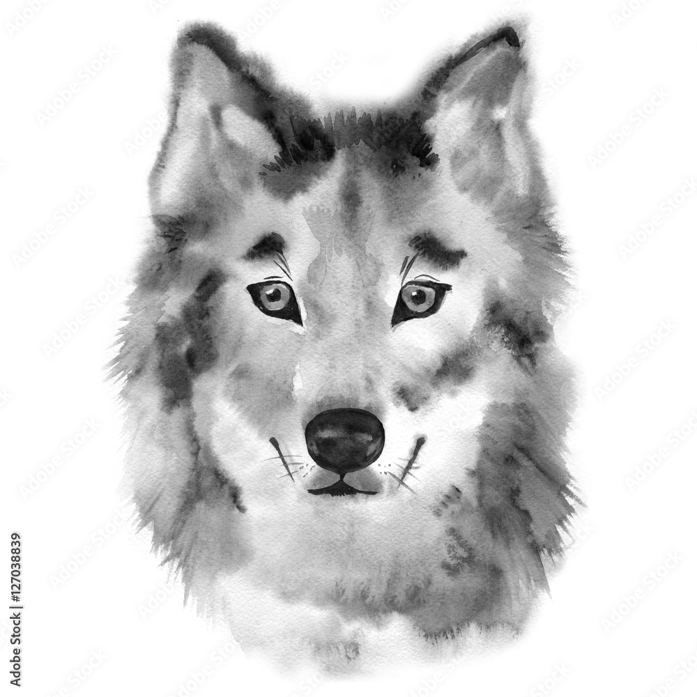 Wolf hand painted watercolor illustration isolated on white background ...