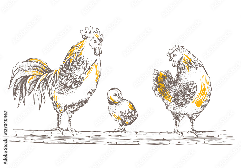 Illustration - sketch rooster, chick and broody. Series of farm animals ...