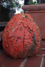 Deformed Pumpkin Free Stock Photo - Public Domain Pictures