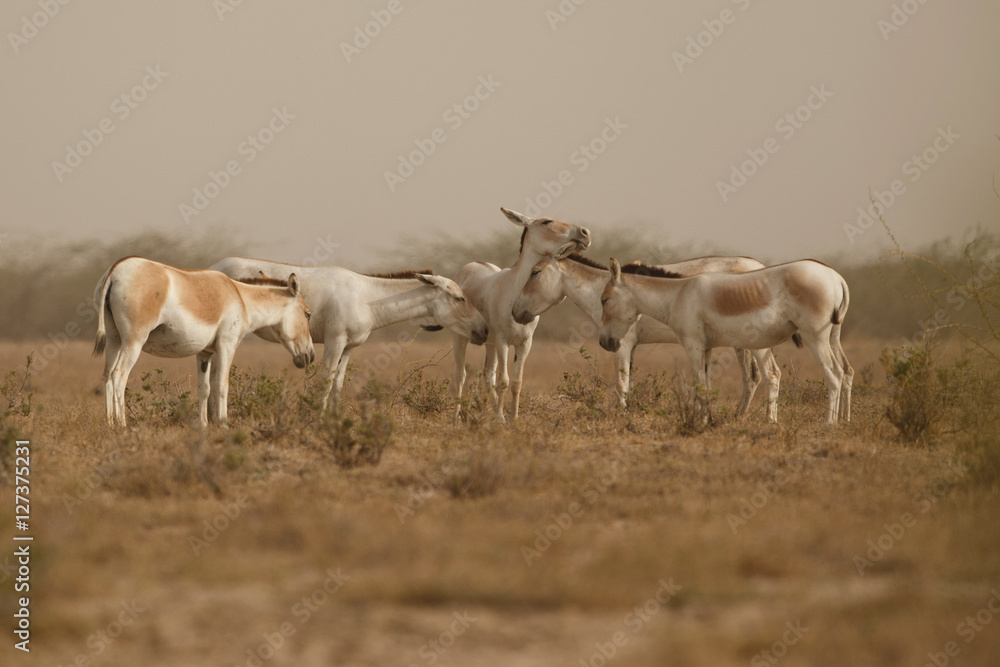 wild asses in the desert little rann of kutch, males fight, mating time ...