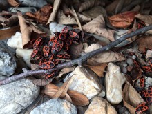 Insect, Cardinal Fire Beetle Free Stock Photo - Public Domain Pictures