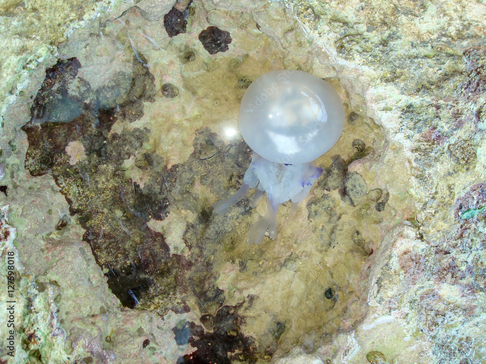 Jellyfish swimming in a hole of the rock Stock Photo | Adobe Stock