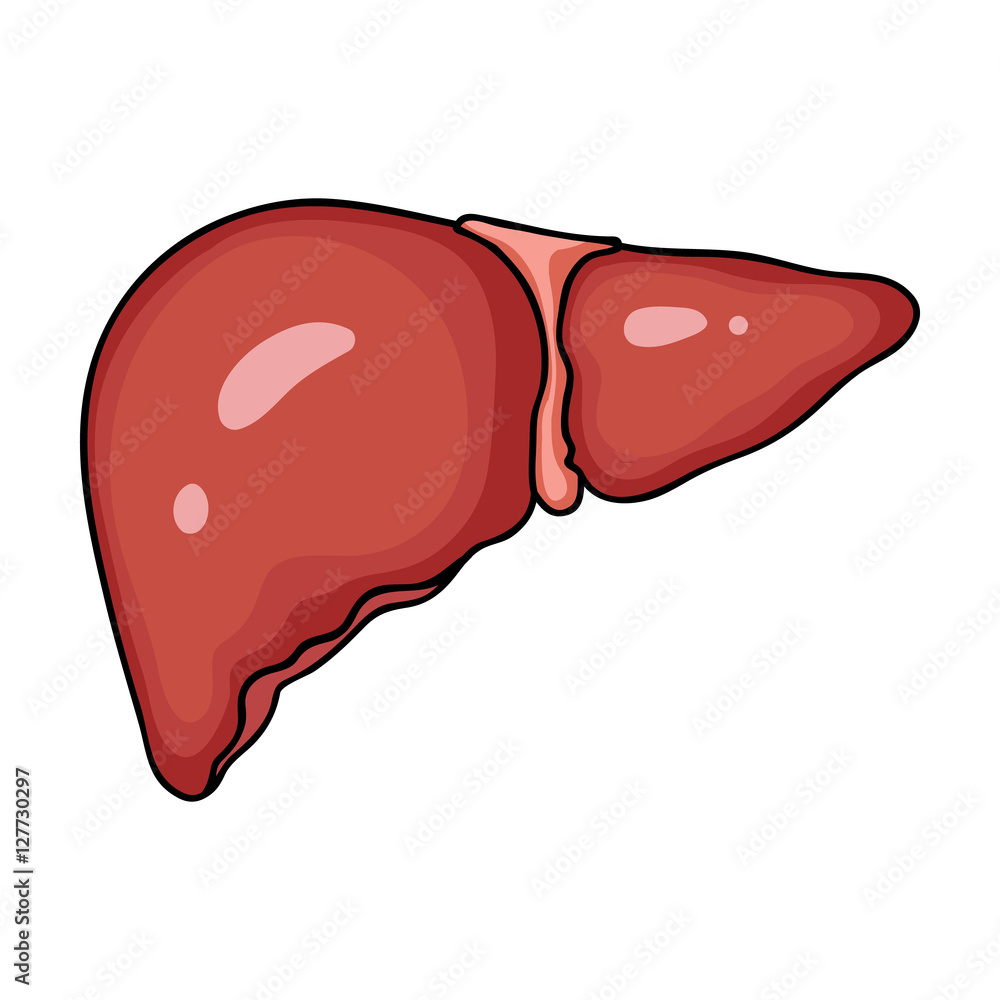 Human liver icon in cartoon style isolated on white background. Human ...