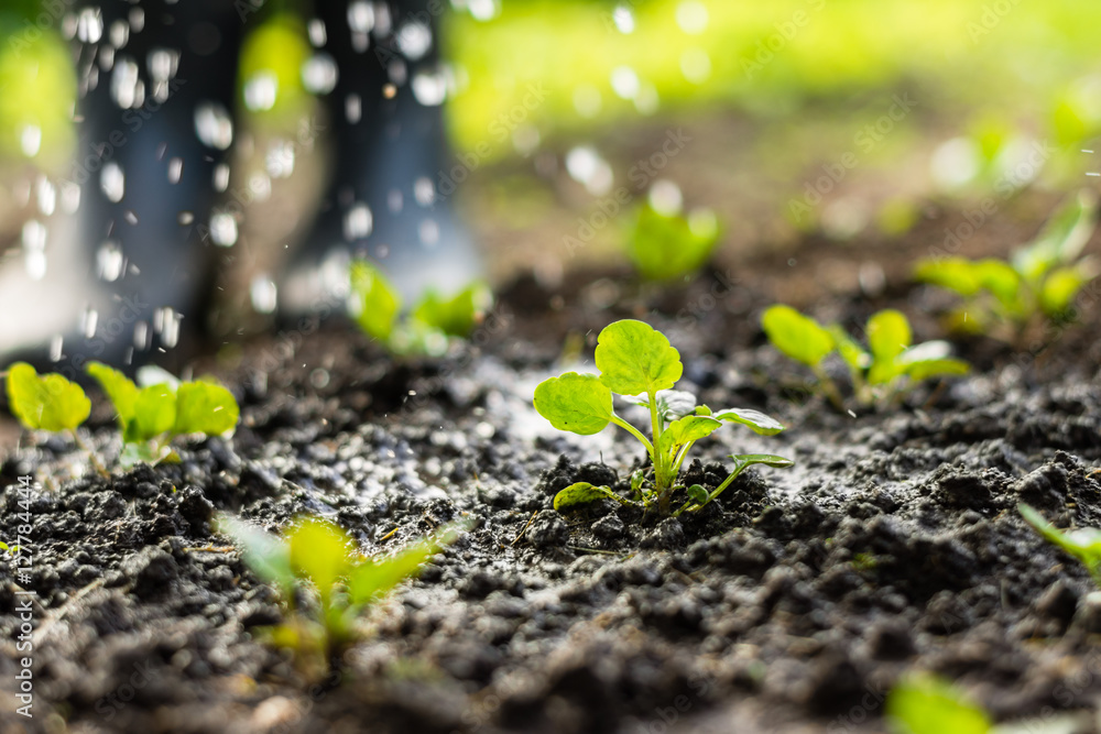 Plant sprouts in the field and farmer is watering it; pansy seedlings ...