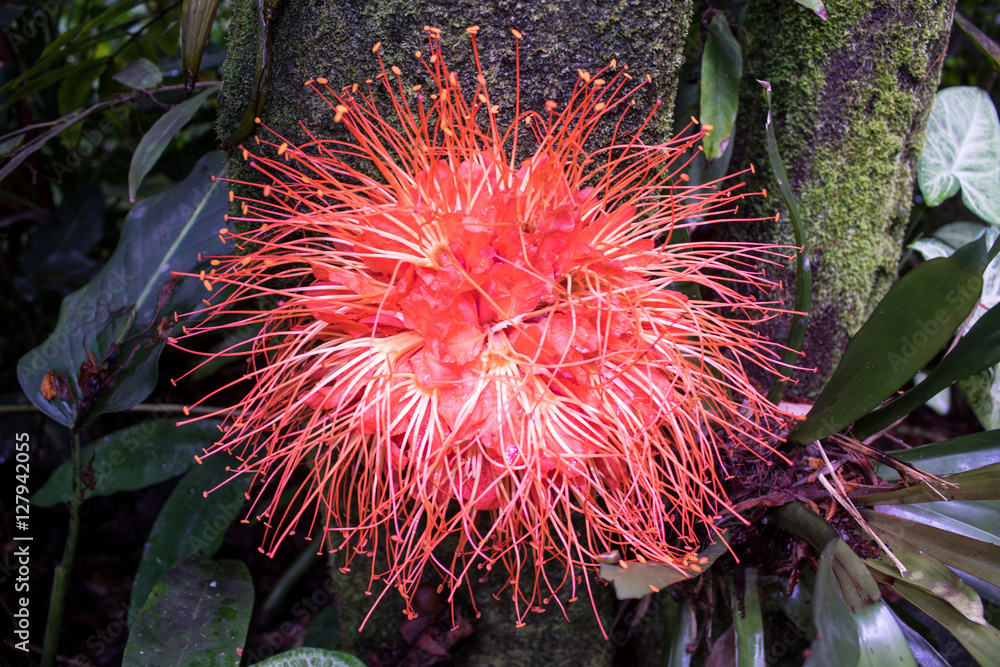 Stringy Flower Stock Photo | Adobe Stock