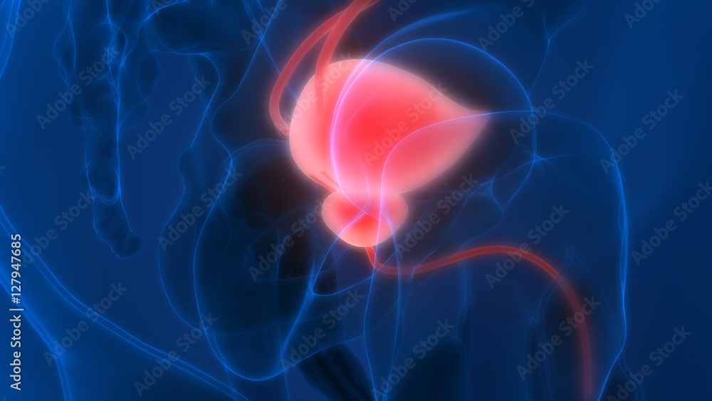 Human Body Organs (Kidneys with Urinary Bladder) Stock Illustration ...