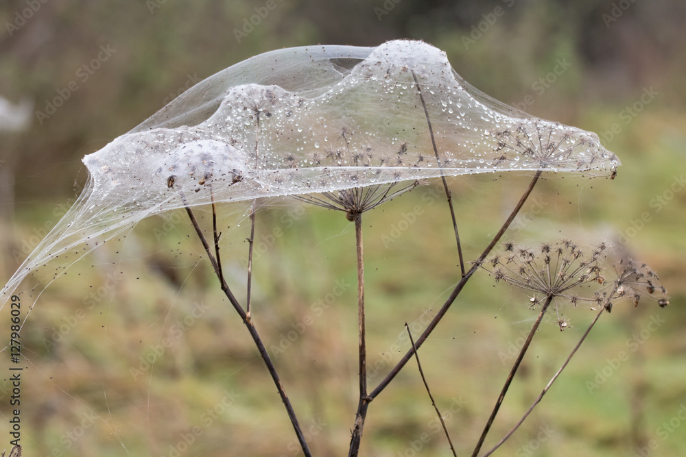 Spider webs and spiders on vegetation after floods. Rising water levels ...